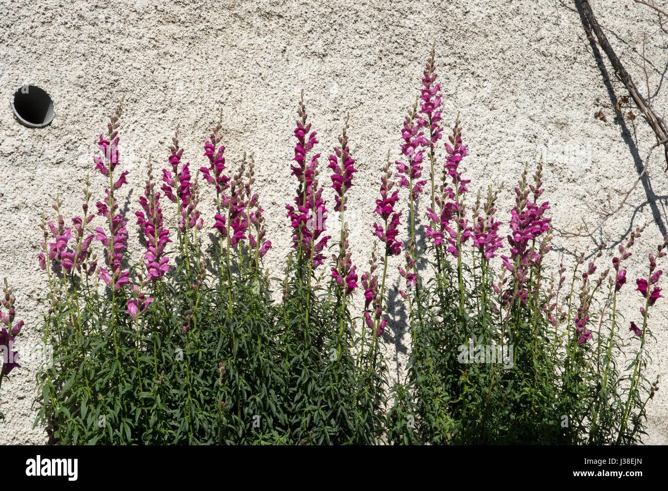 Name majus hi-res stock photography and images - Alamy