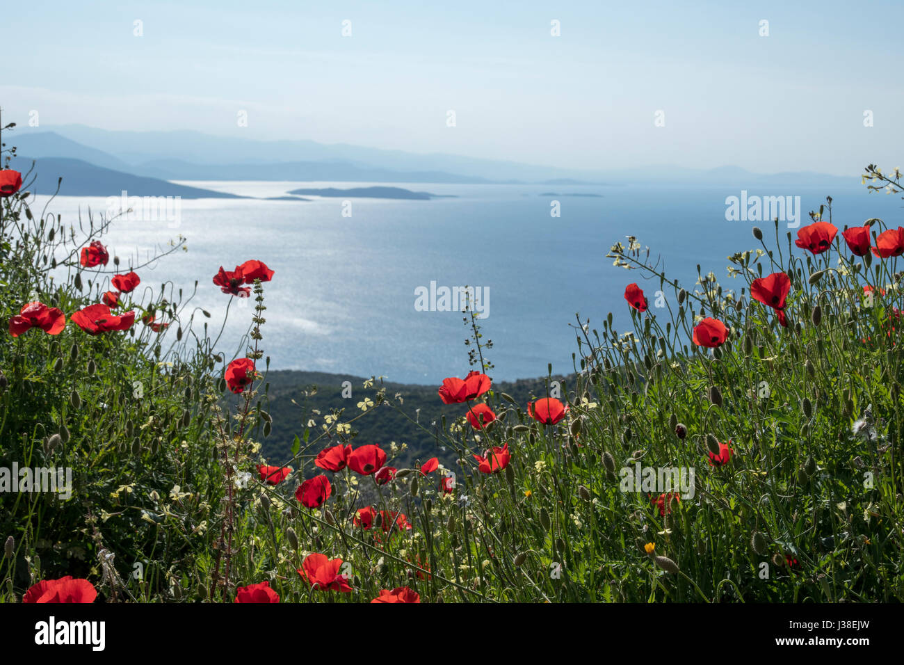Wild poppies in spring hi-res stock photography and images - Alamy