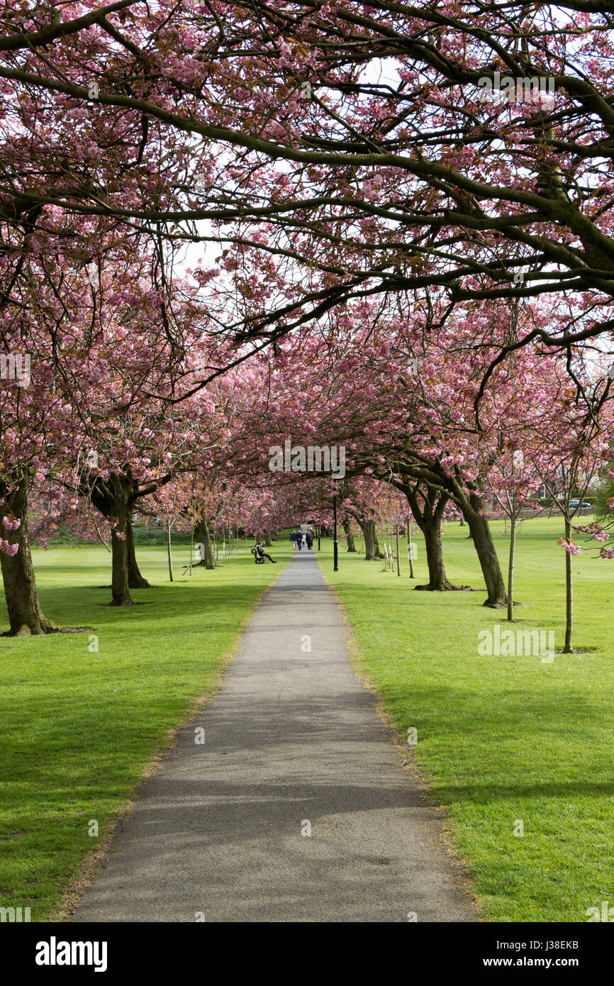 Path with Pink Cherry Blossom Trees Stock Photo - Alamy