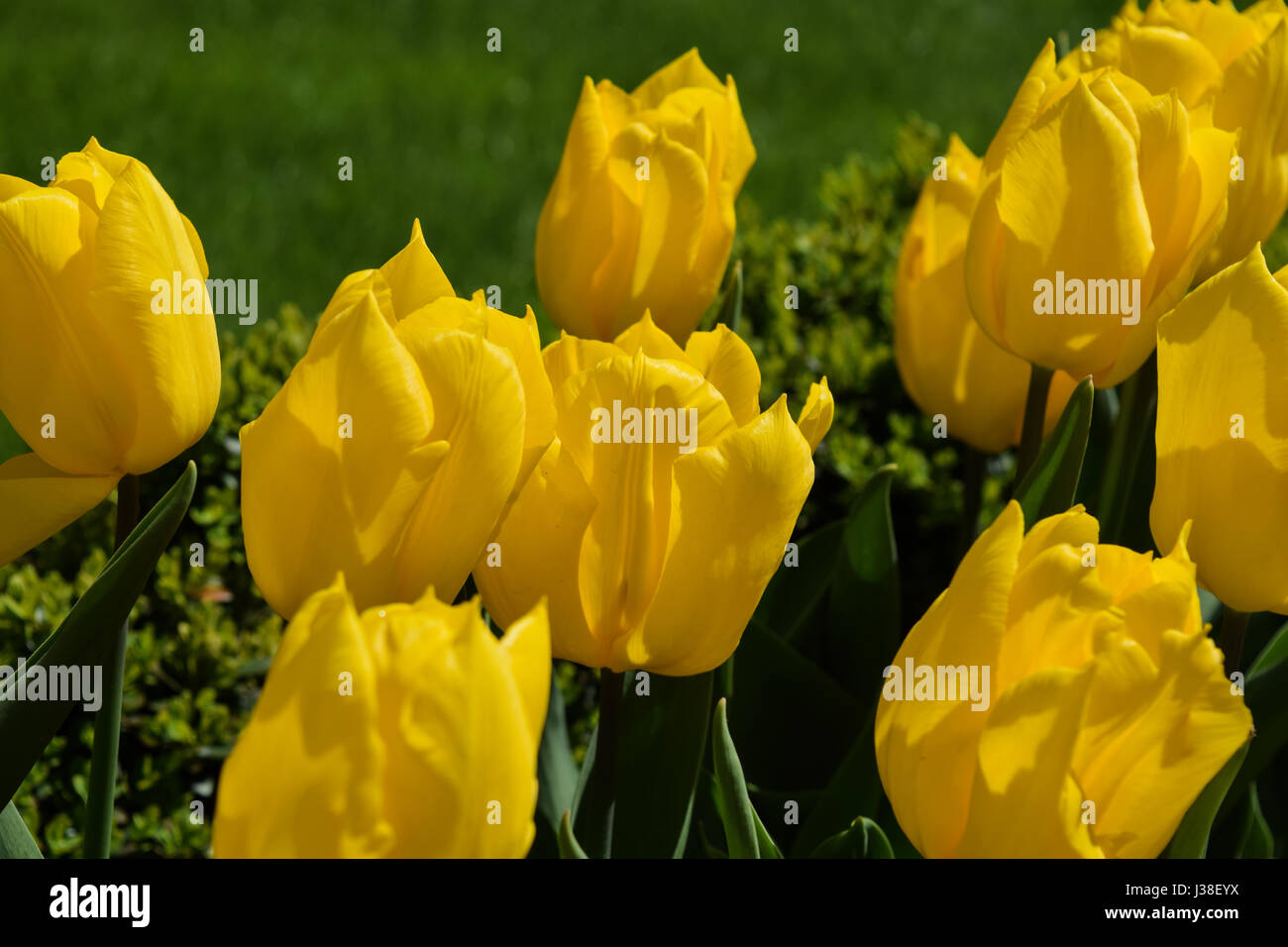 Beautiful yellow color tulip flower in the garden at Istanbul Stock ...