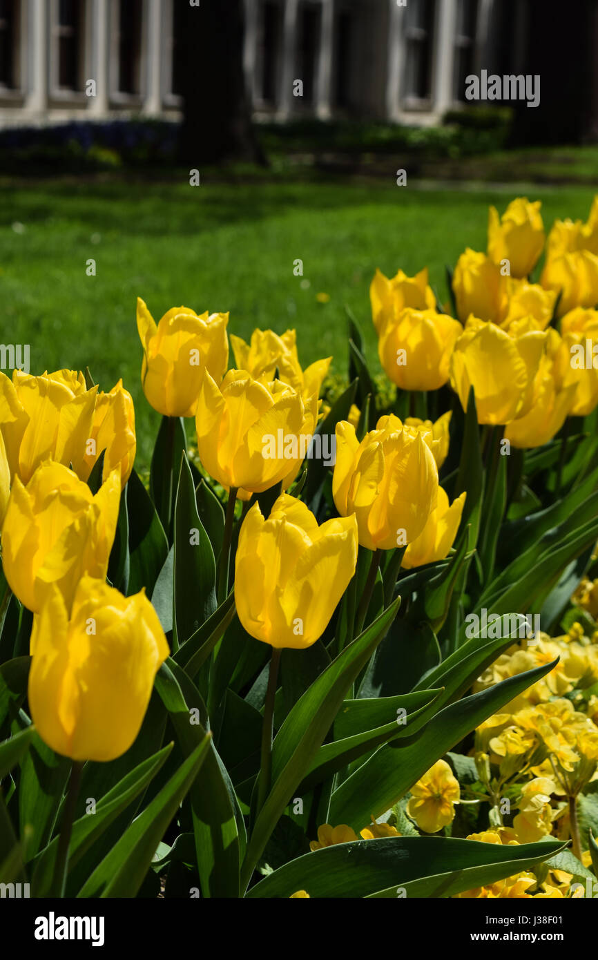 Beautiful yellow color tulip flower in the garden at Istanbul Stock ...