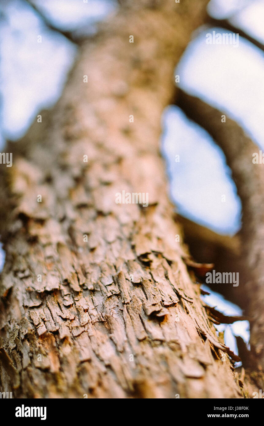 The main trunk of the tree with bark, branching. Texture of tree bark ...