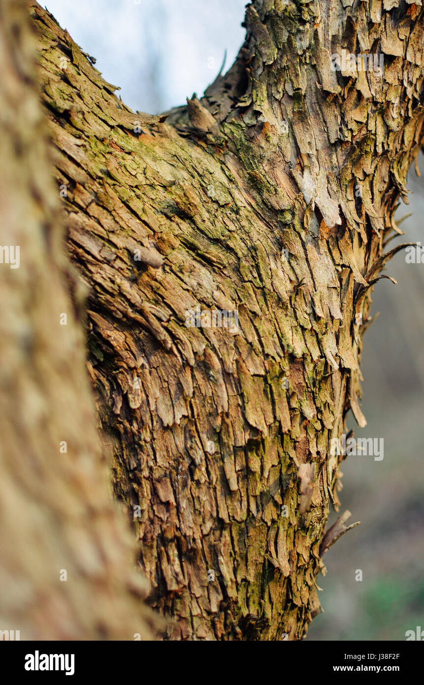 The main trunk of the tree with bark, branching. Texture of tree bark ...