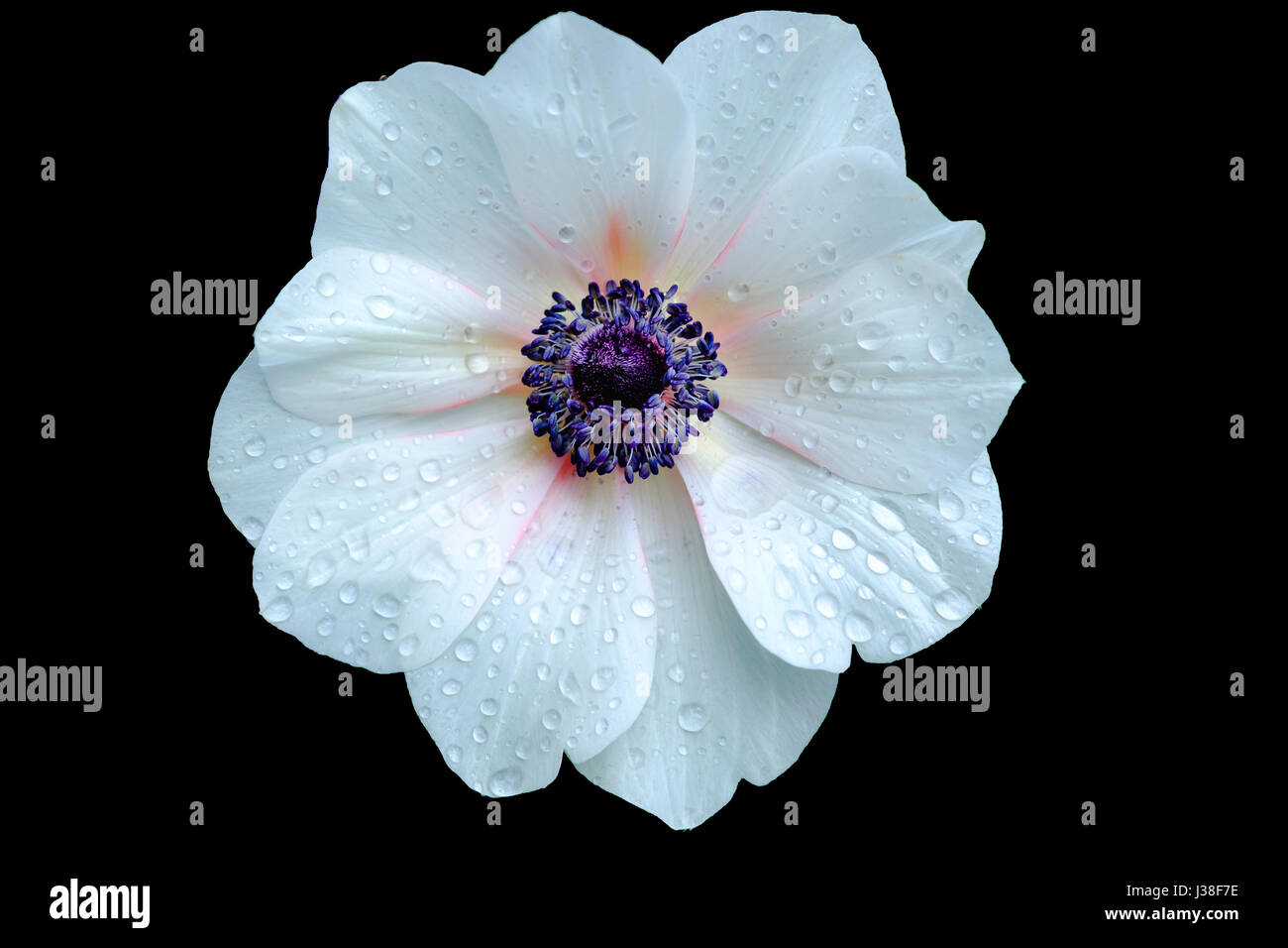A white Anemone poppy (Anemone coronaria) flower, fully open covered ...