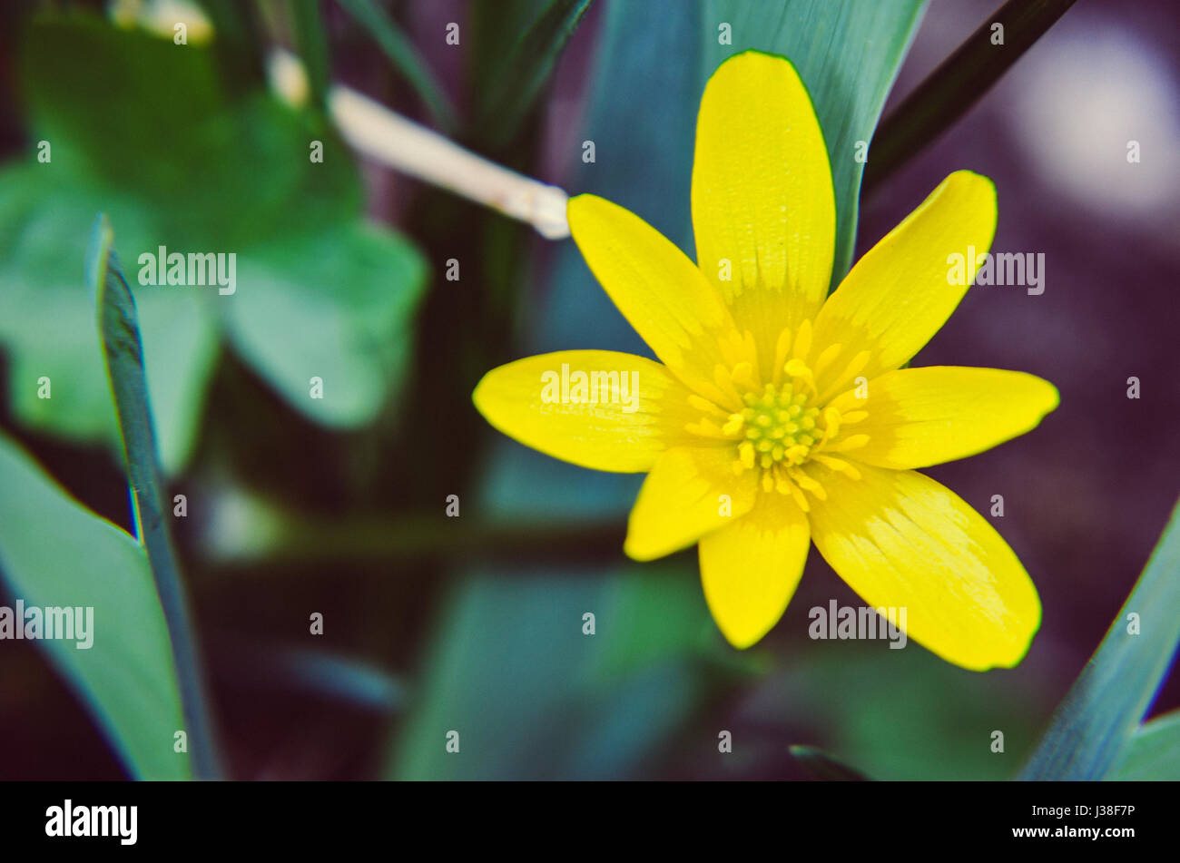 Ficaria verna hi-res stock photography and images - Alamy