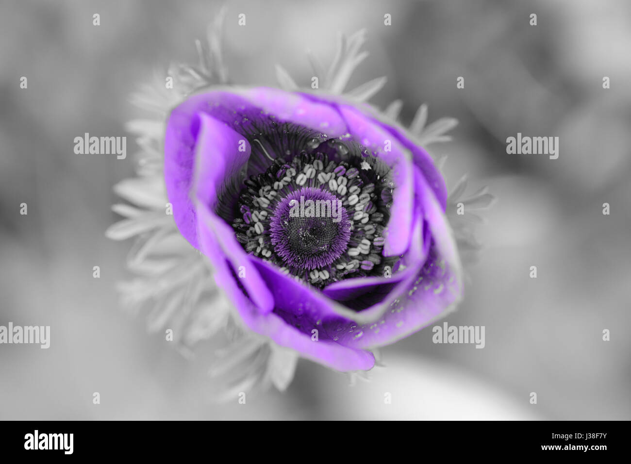 Purple anemone poppy (Anemone coronaria) flower against a black and ...