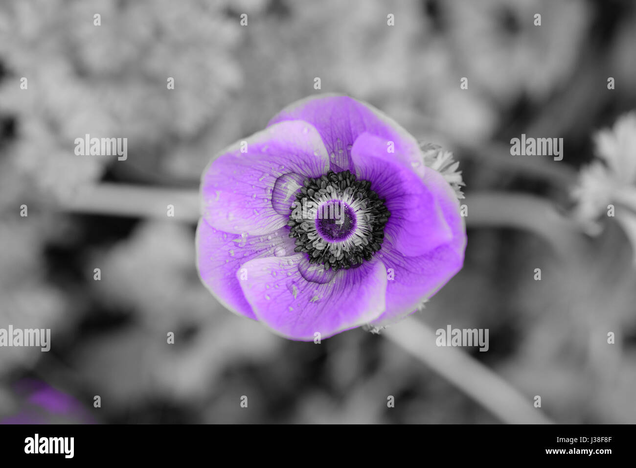 Purple anemone poppy (Anemone coronaria) flower against a black and ...
