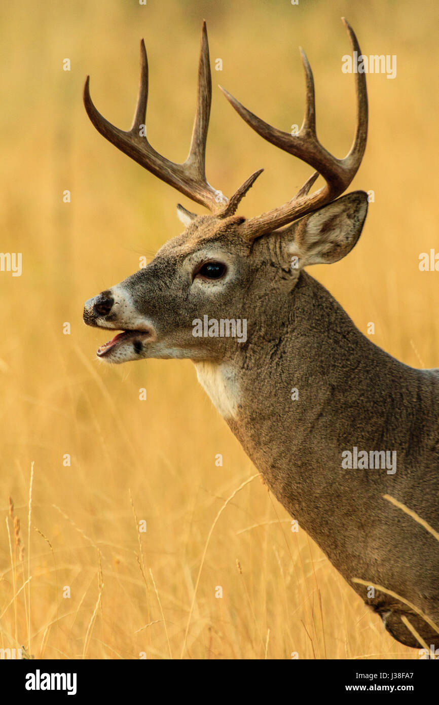A Buck White-tailed Deer grunting and snorting to a herd of does during ...