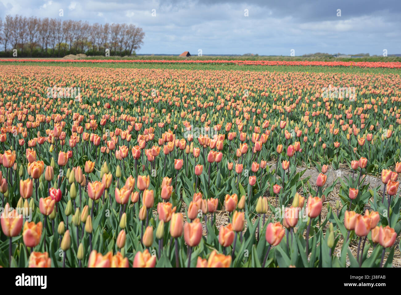 Nederland fields of tulips hi-res stock photography and images - Alamy