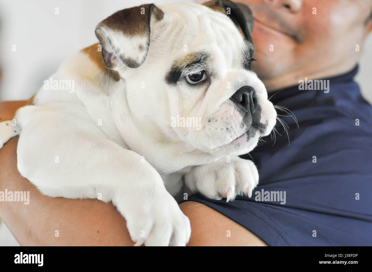 young bulldog and a man Stock Photo - Alamy