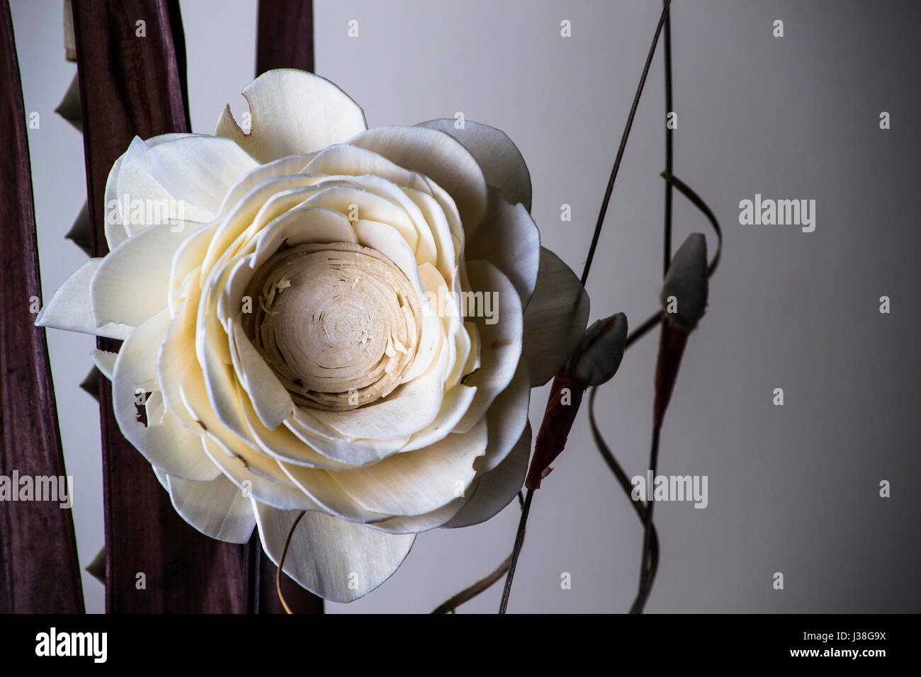 Dying rose hi-res stock photography and images - Alamy