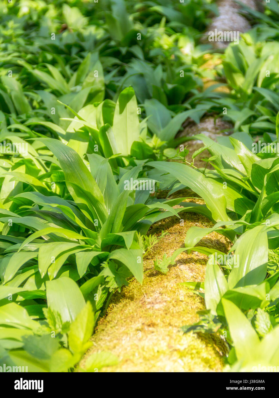 tree trunk surrounded by sunny illuminated dense bear leek vegetation ...