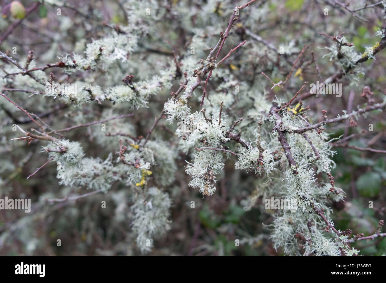 Lichen covered twigs and branches on plants on a cold morning on the ...