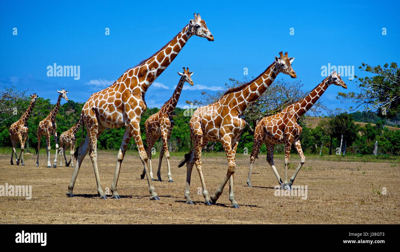 A tower (herd) of giraffes walking Stock Photo - Alamy