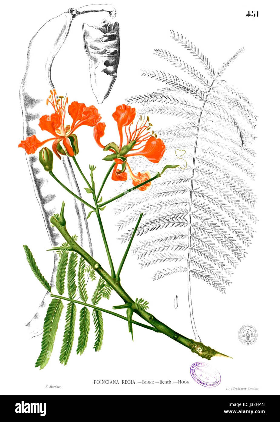 Flamboyant Flower Drawing