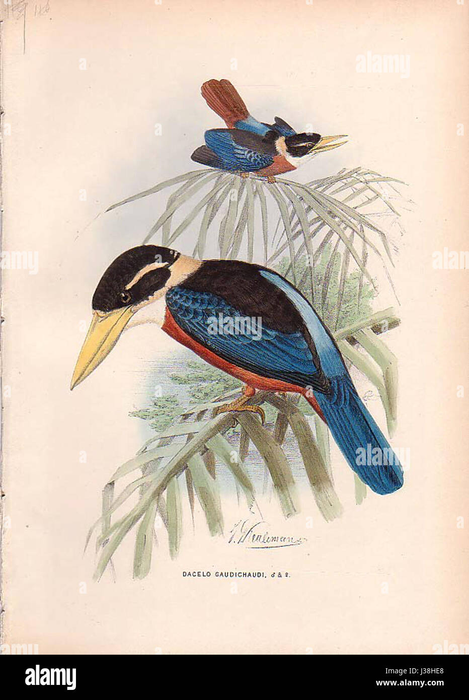 Dacelo gaudichaud, commonly known as the laughing kookaburra, is a bird ...