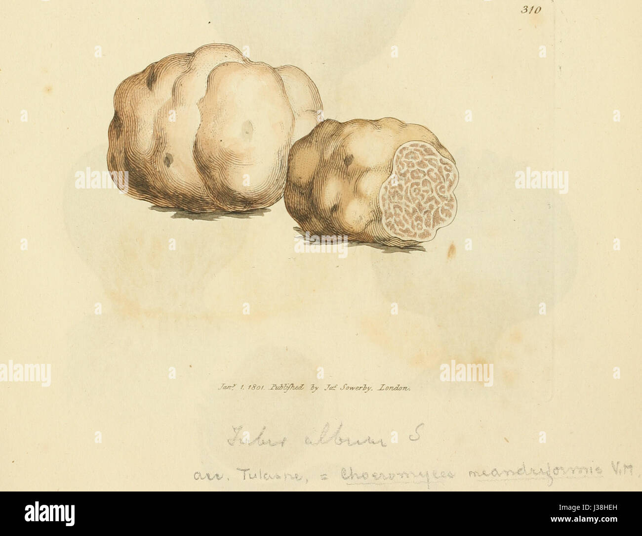 The 'Coloured Figures of English Fungi' is an illustrated work ...