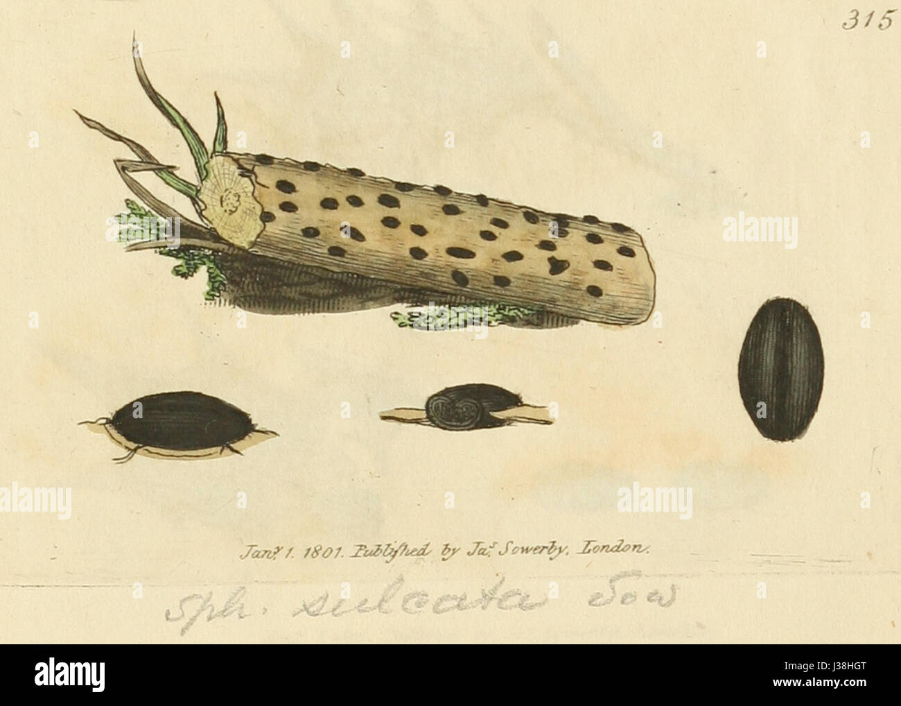 This is a reference to a work illustrating various fungi species in ...
