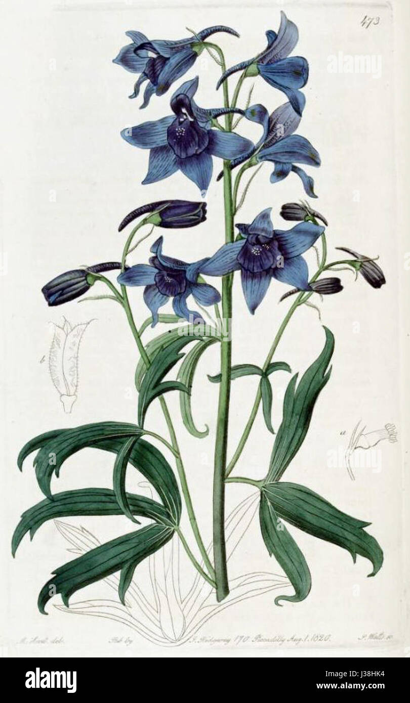 Illustration of Delphinium cheilanthum, showcasing the distinct ...