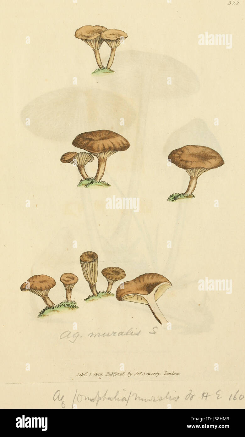 *Coloured Figures of English Fungi* is a botanical illustration series ...