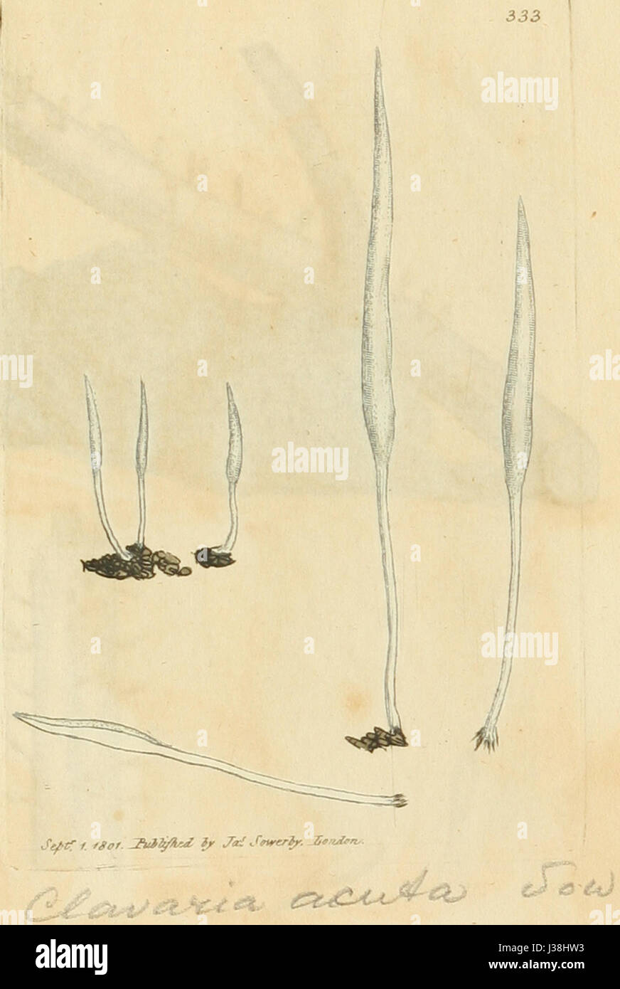 A detailed illustration of English fungi or mushrooms, featuring ...