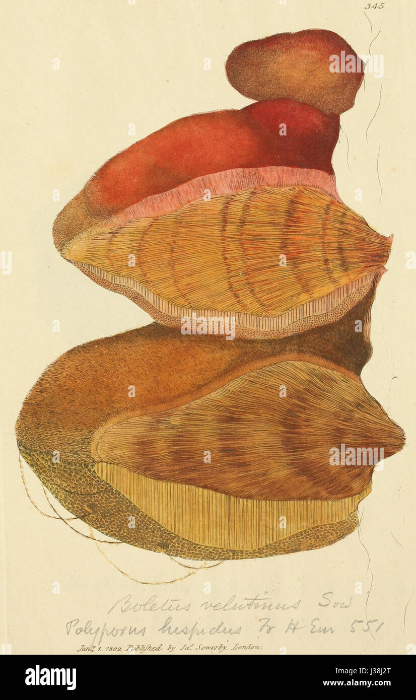 'Coloured Figures of English Fungi or Mushrooms' is a detailed ...