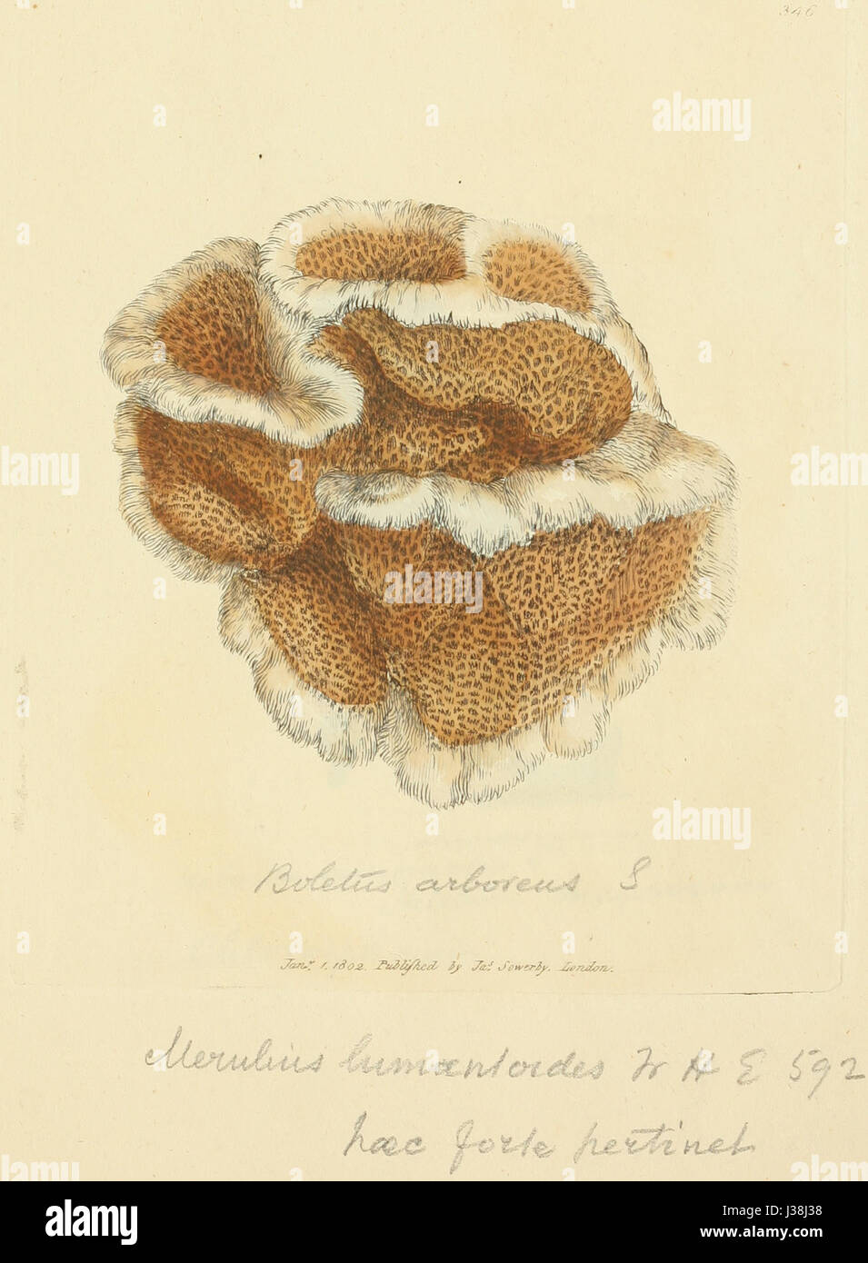This work, 'Coloured Figures of English Fungi,' illustrates various ...