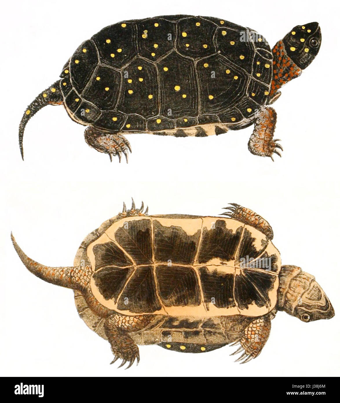 American freshwater turtle Cut Out Stock Images & Pictures - Alamy