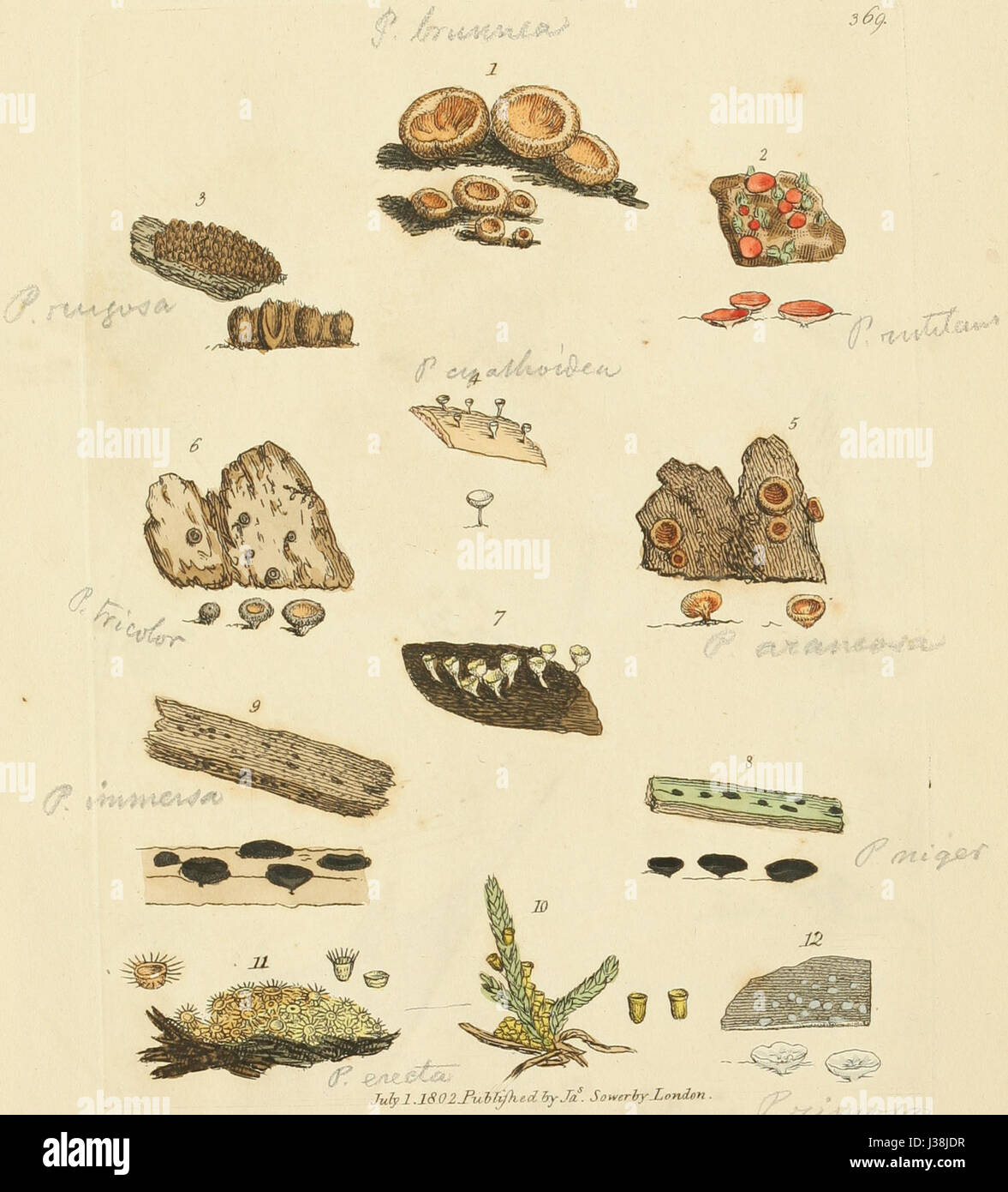 This illustration is part of a series titled 'Coloured Figures of ...