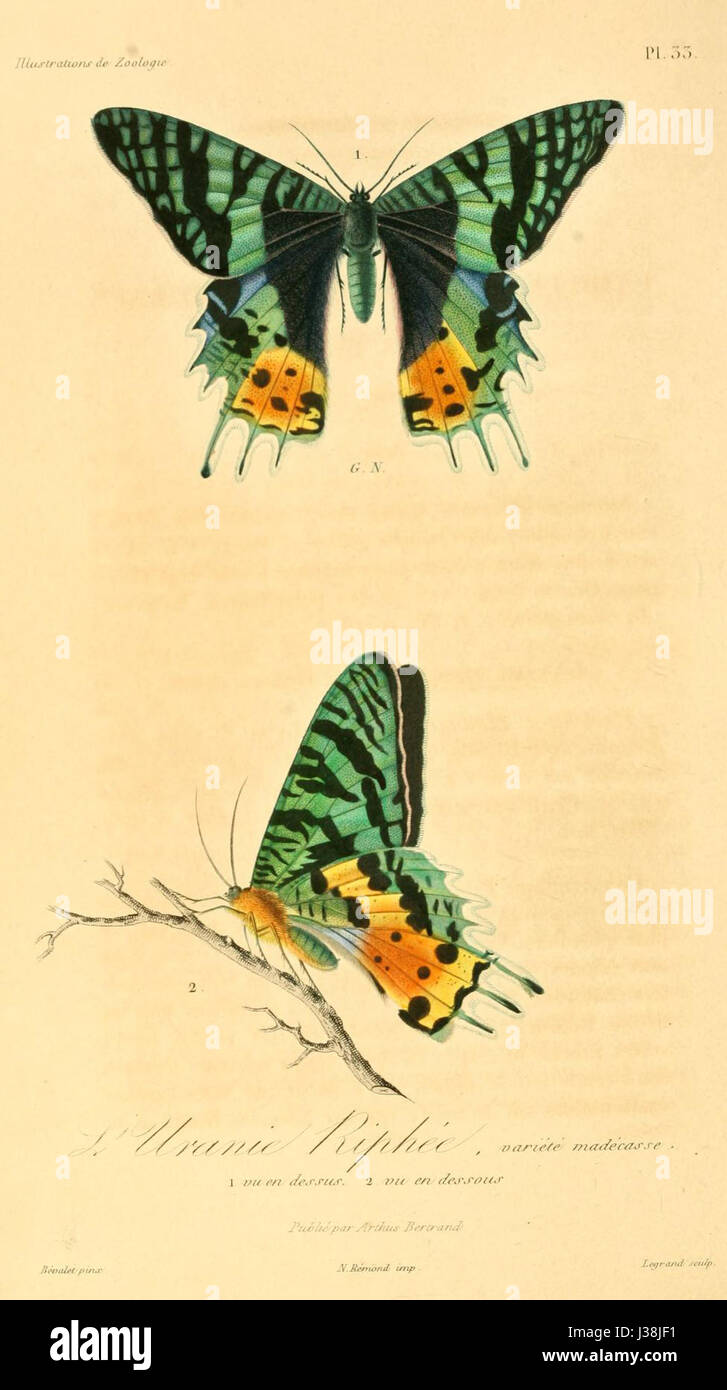 Chrysiridia hi-res stock photography and images - Alamy