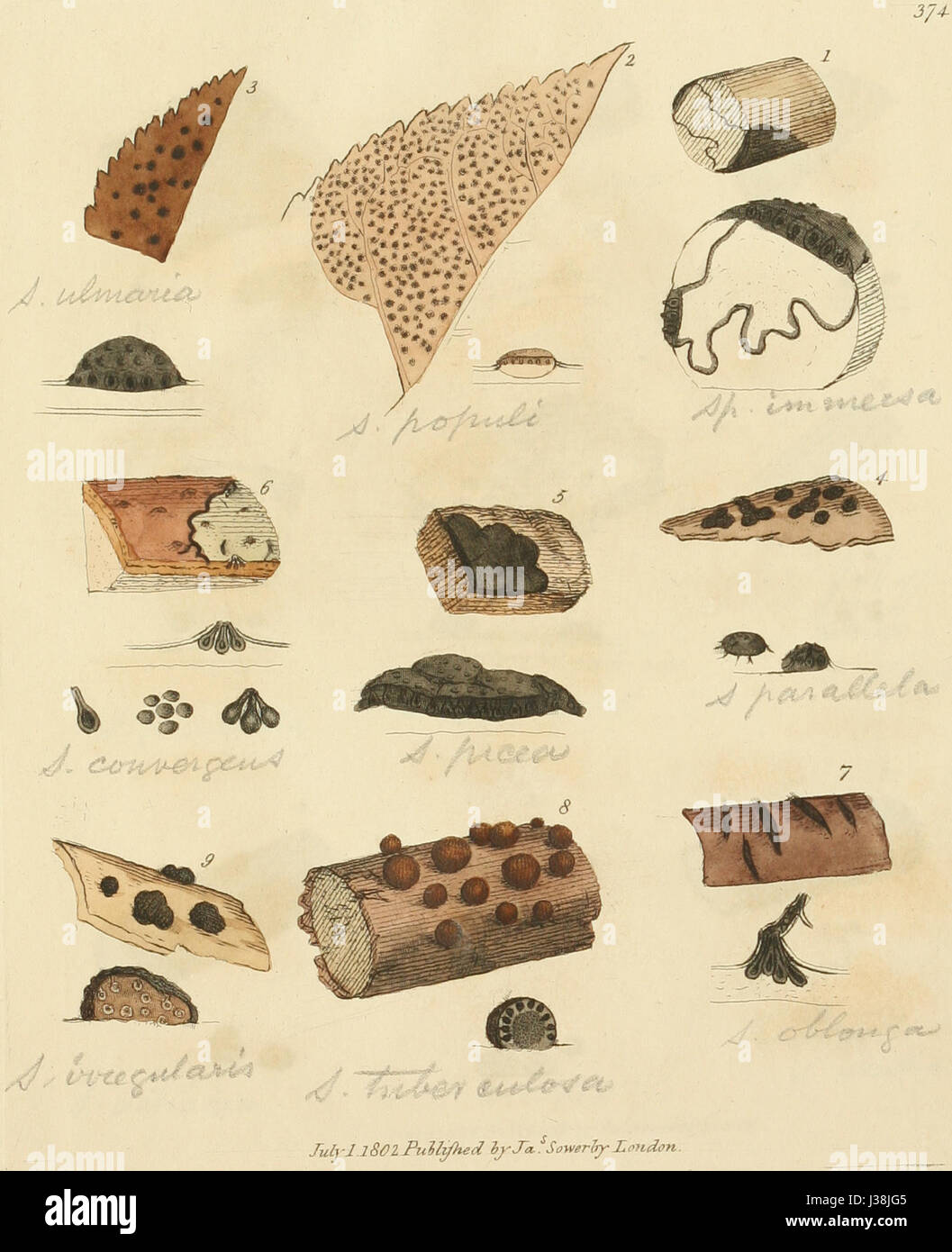 Detailed study of various fungi hi-res stock photography and images - Alamy