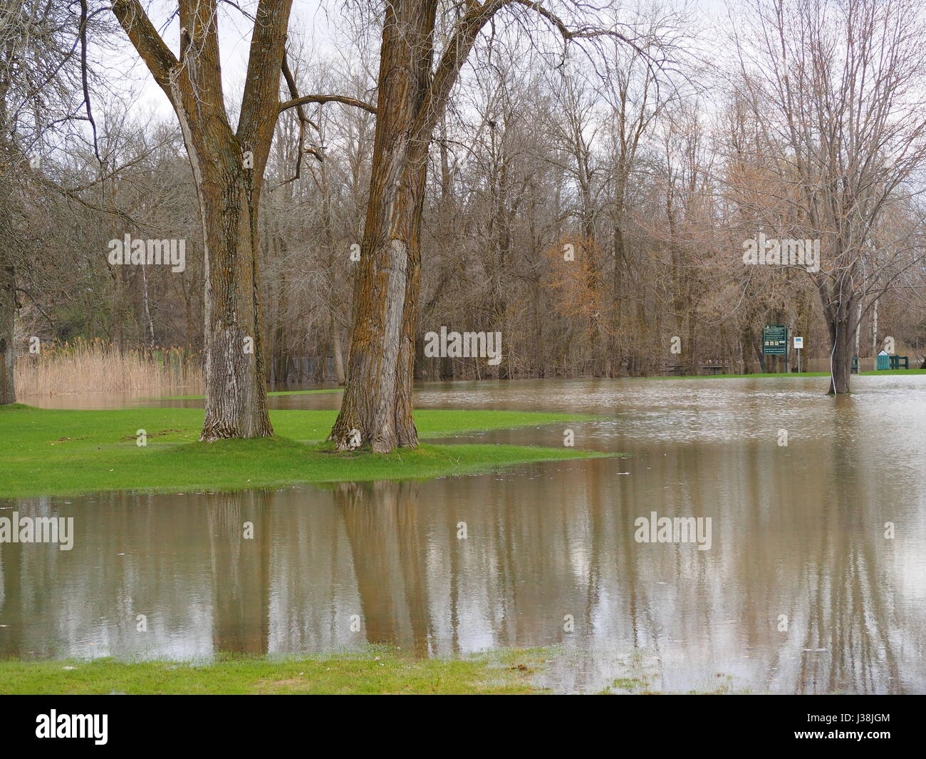 Flooded park in early Spring Stock Photo - Alamy