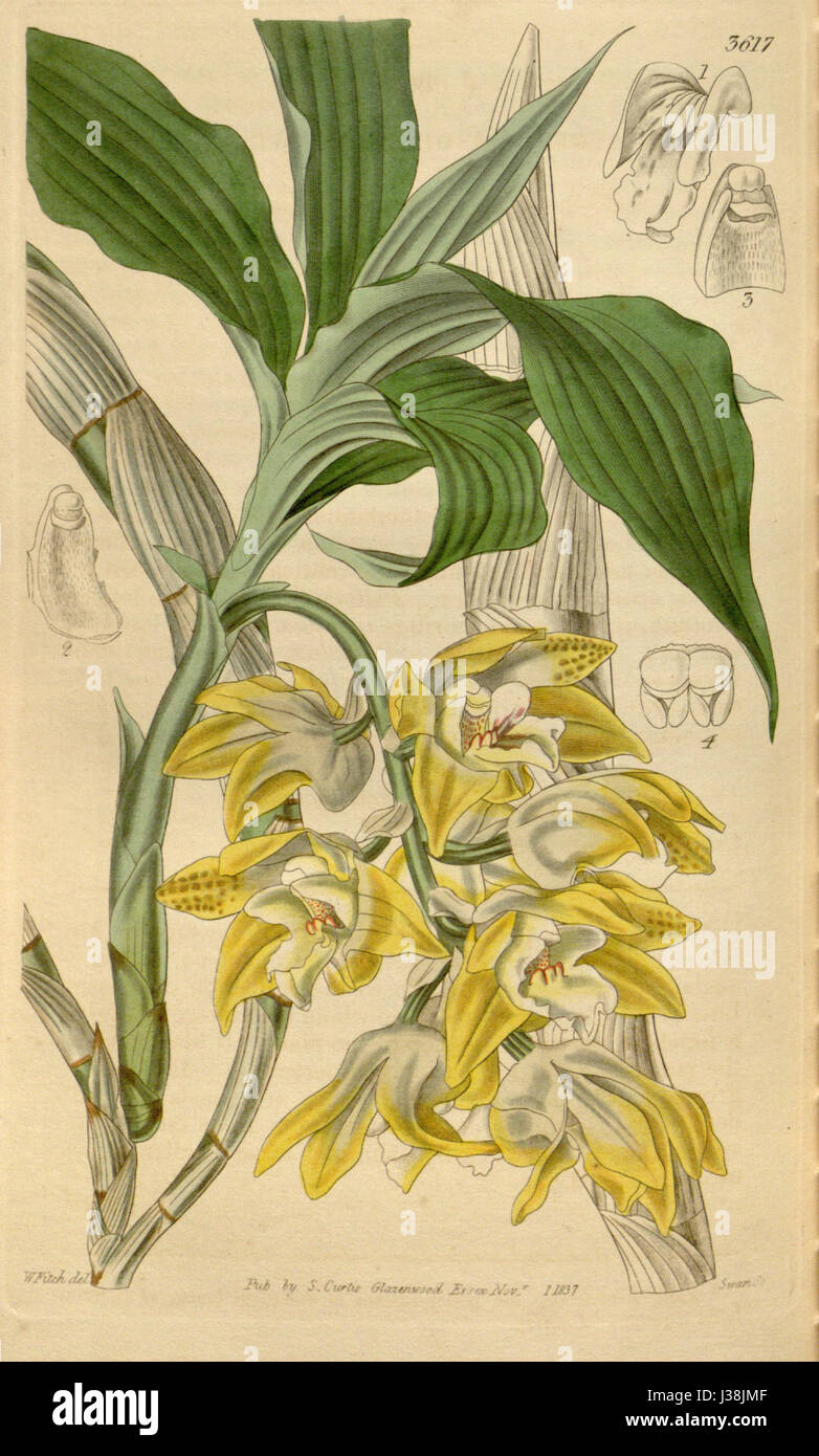 Chysis aurea orchid hi-res stock photography and images - Alamy