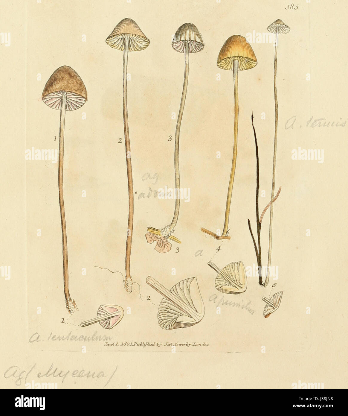 This illustration, part of a series, depicts colored figures of English ...