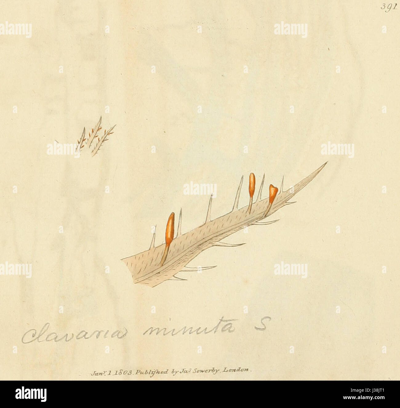 *Coloured Figures of English Fungi or Mushrooms* is a botanical ...