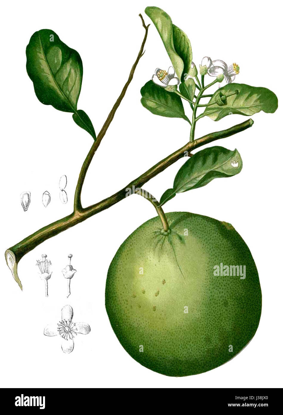 Citrus aurantium, also known as the bitter orange, is depicted in this ...