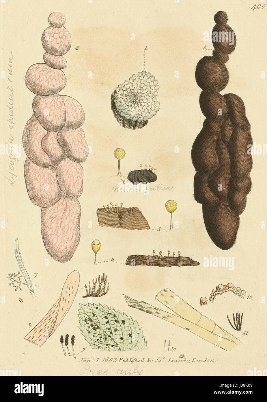 Series of detailed depictions of various mushroom species hi-res stock ...