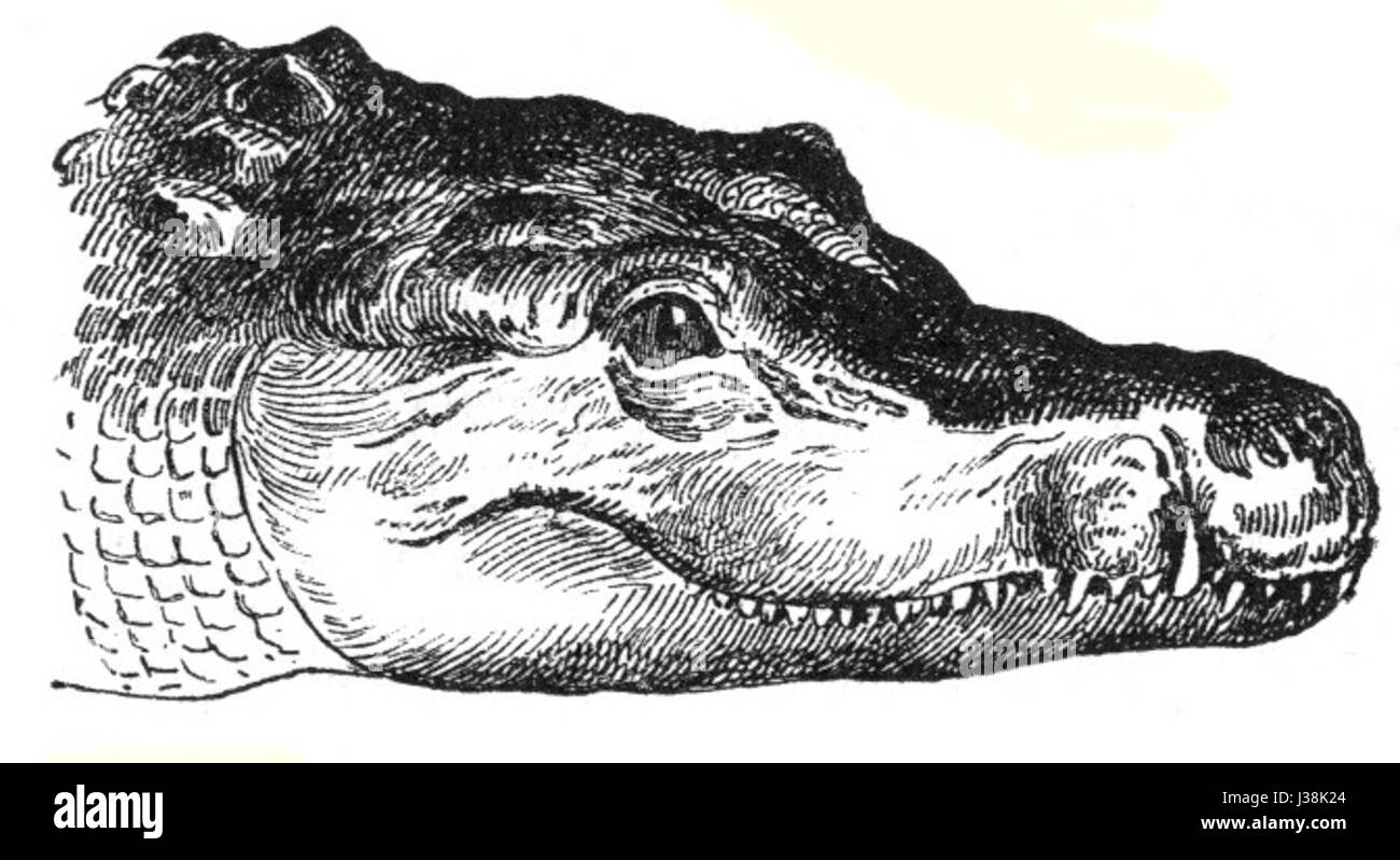 Crocodylidae drawing simplified Stock Photo - Alamy