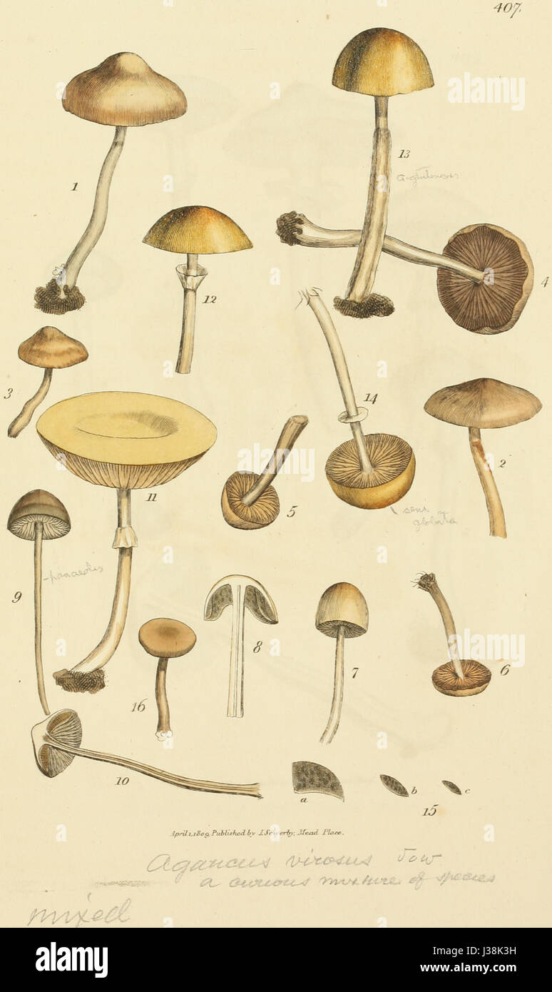 This illustration from *Coloured Figures of English Fungi or Mushrooms ...