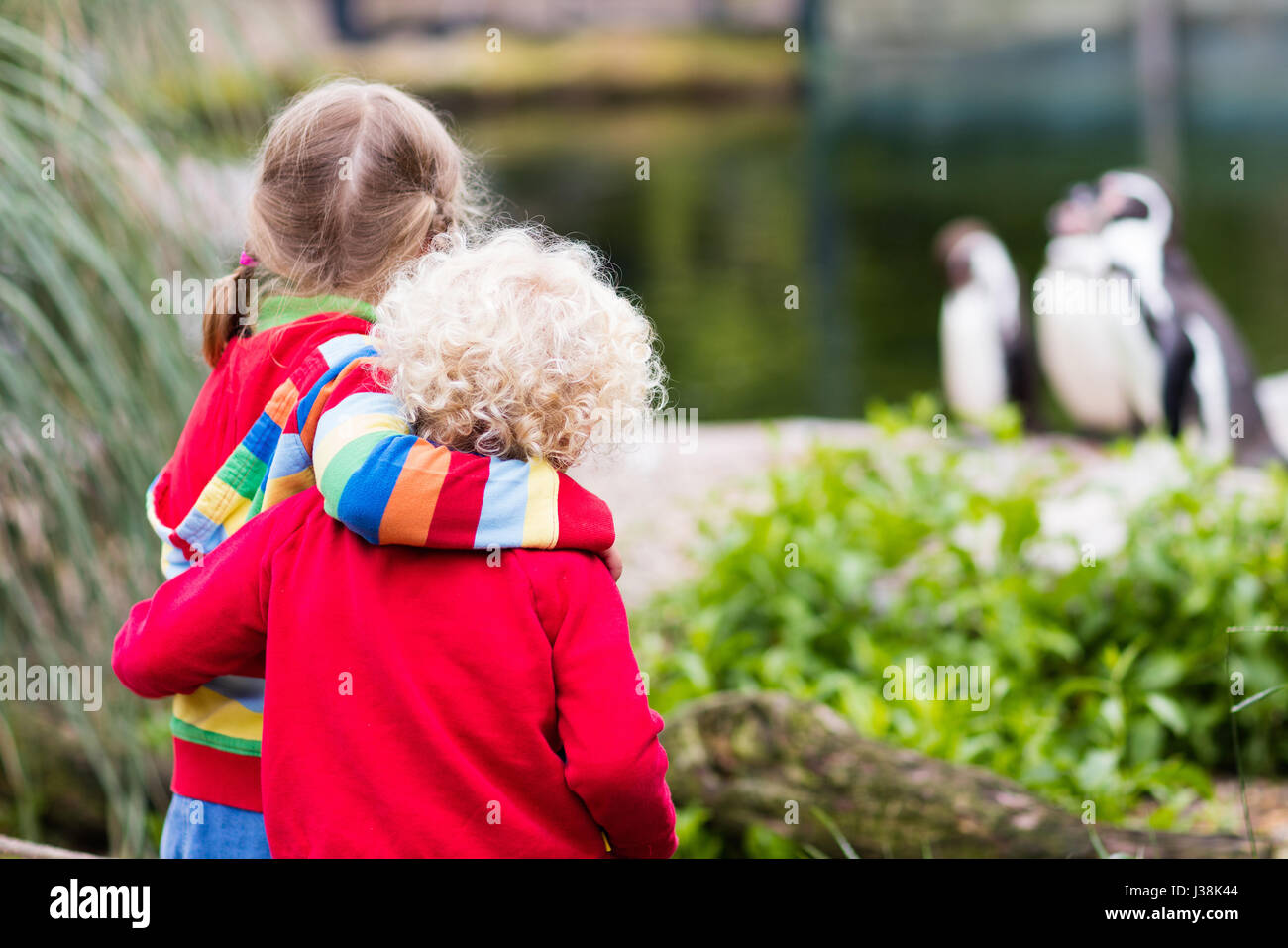 Kids watch animals and birds at the zoo. Children watching wild life at ...