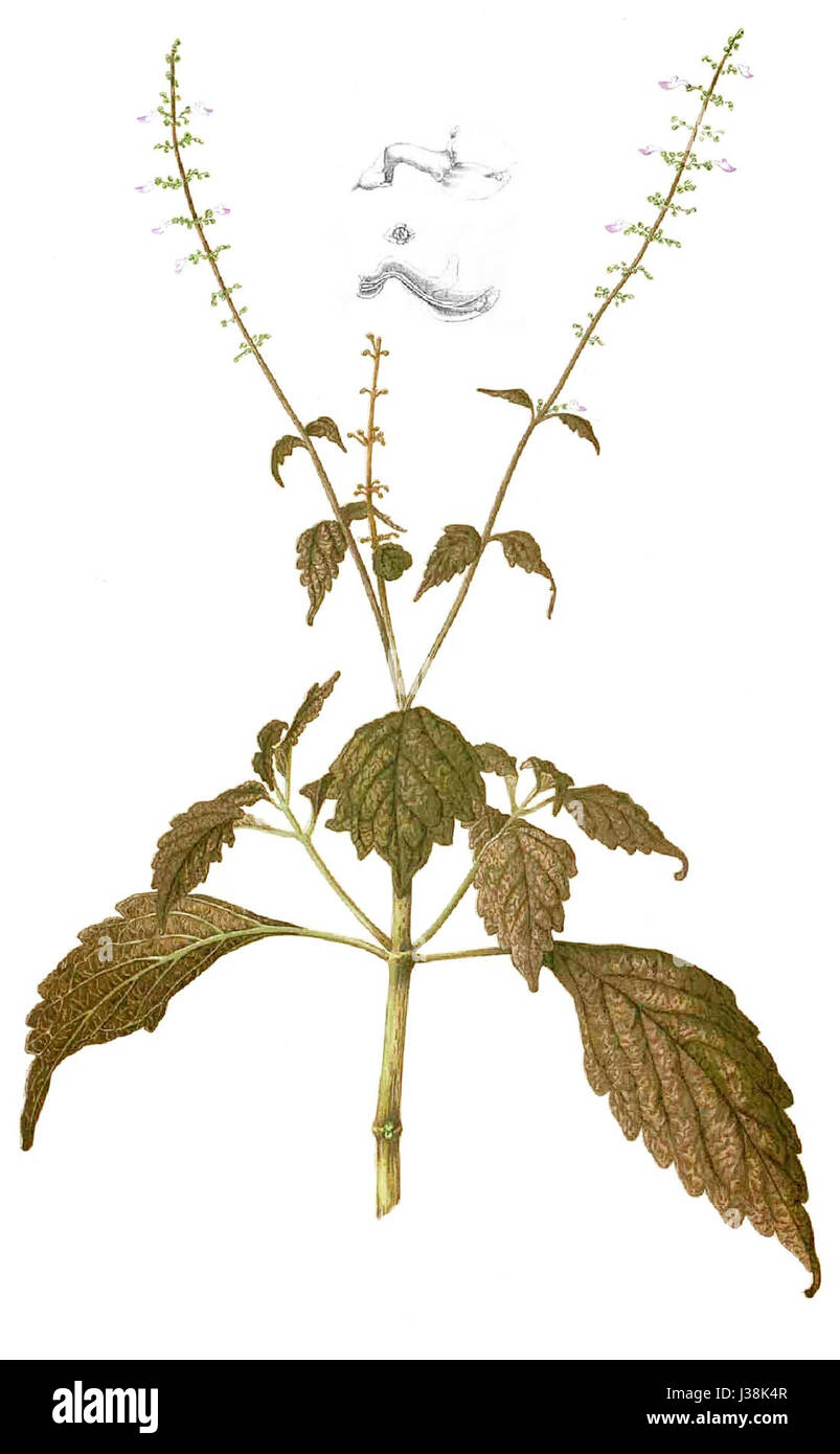 Coleus drawing hi-res stock photography and images - Alamy