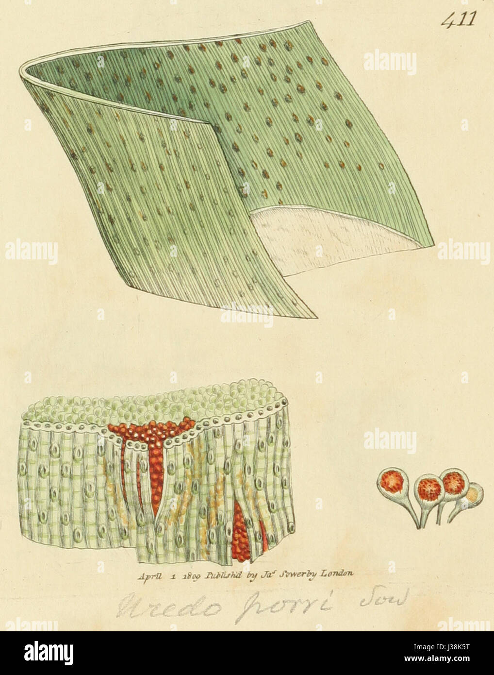 *Coloured Figures of English Fungi or Mushrooms* is a botanical ...