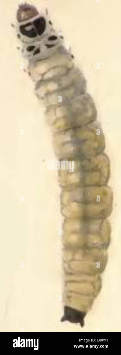 Case moths larva hi-res stock photography and images - Alamy