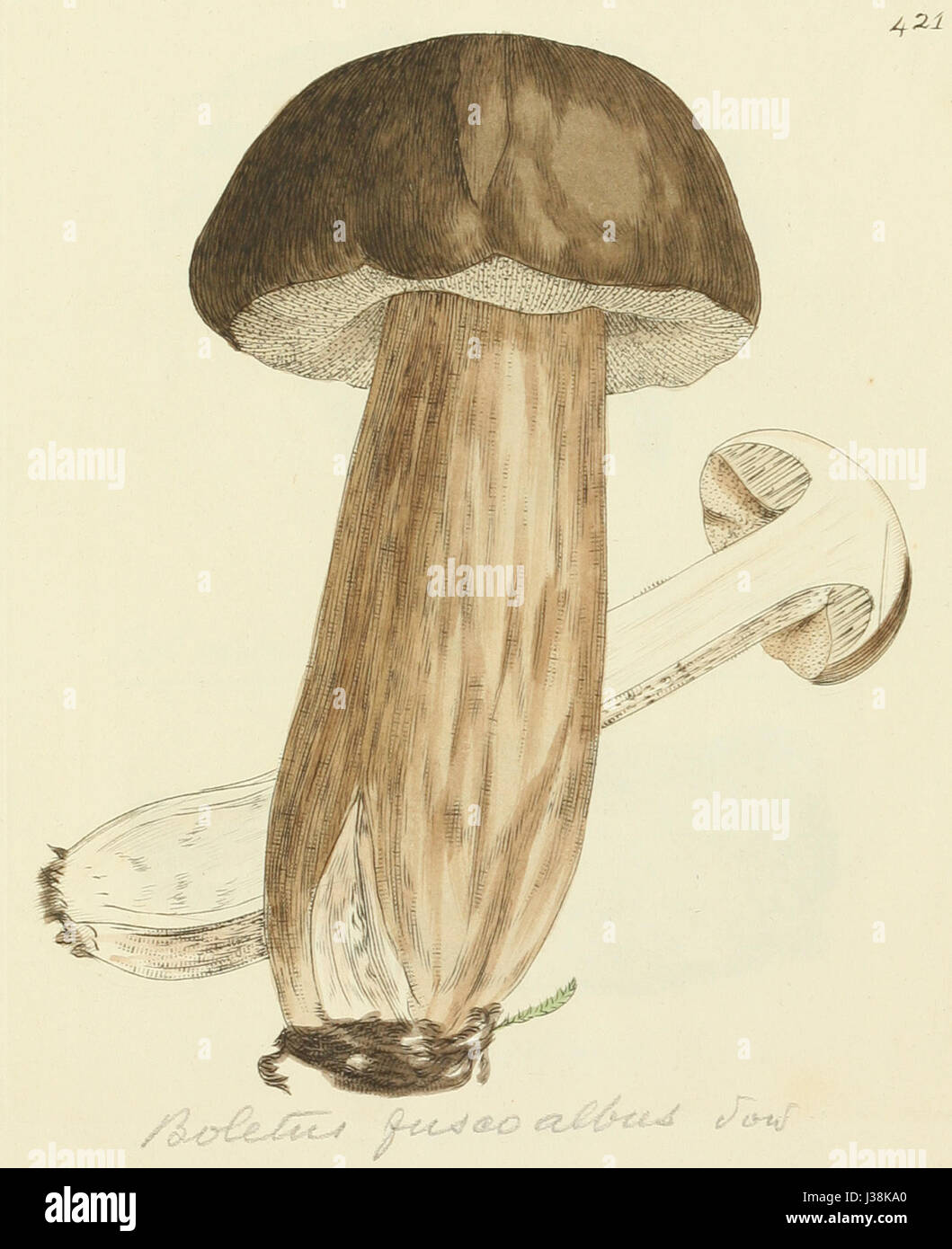 This plate, part of 'Coloured Figures of English Fungi or Mushrooms ...
