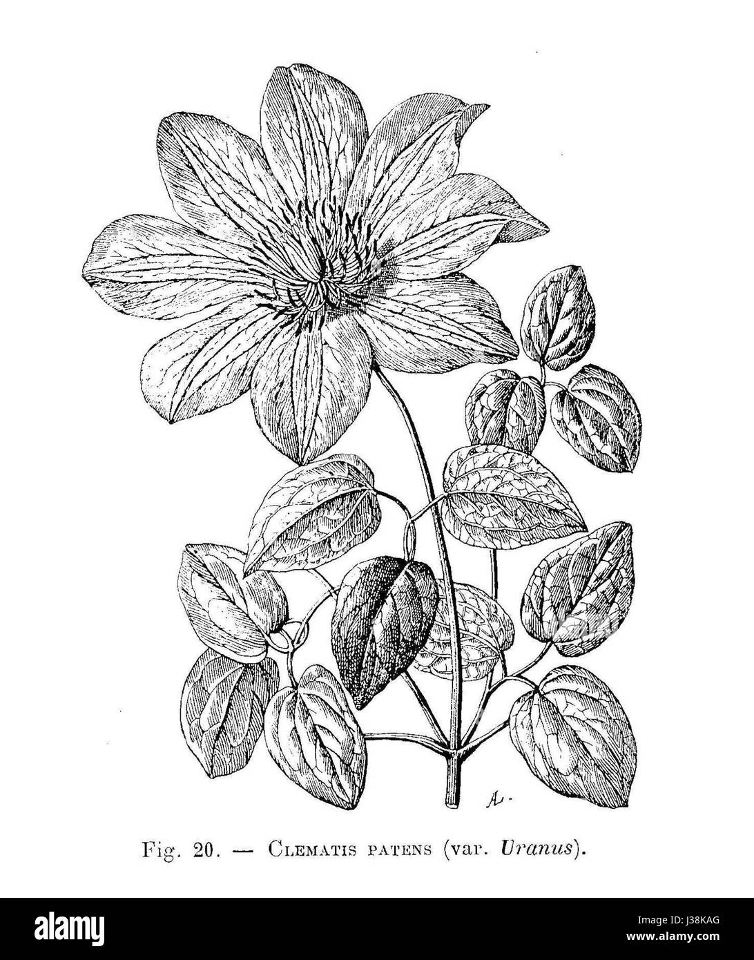 Species flowering plant in Black and White Stock Photos & Images - Alamy