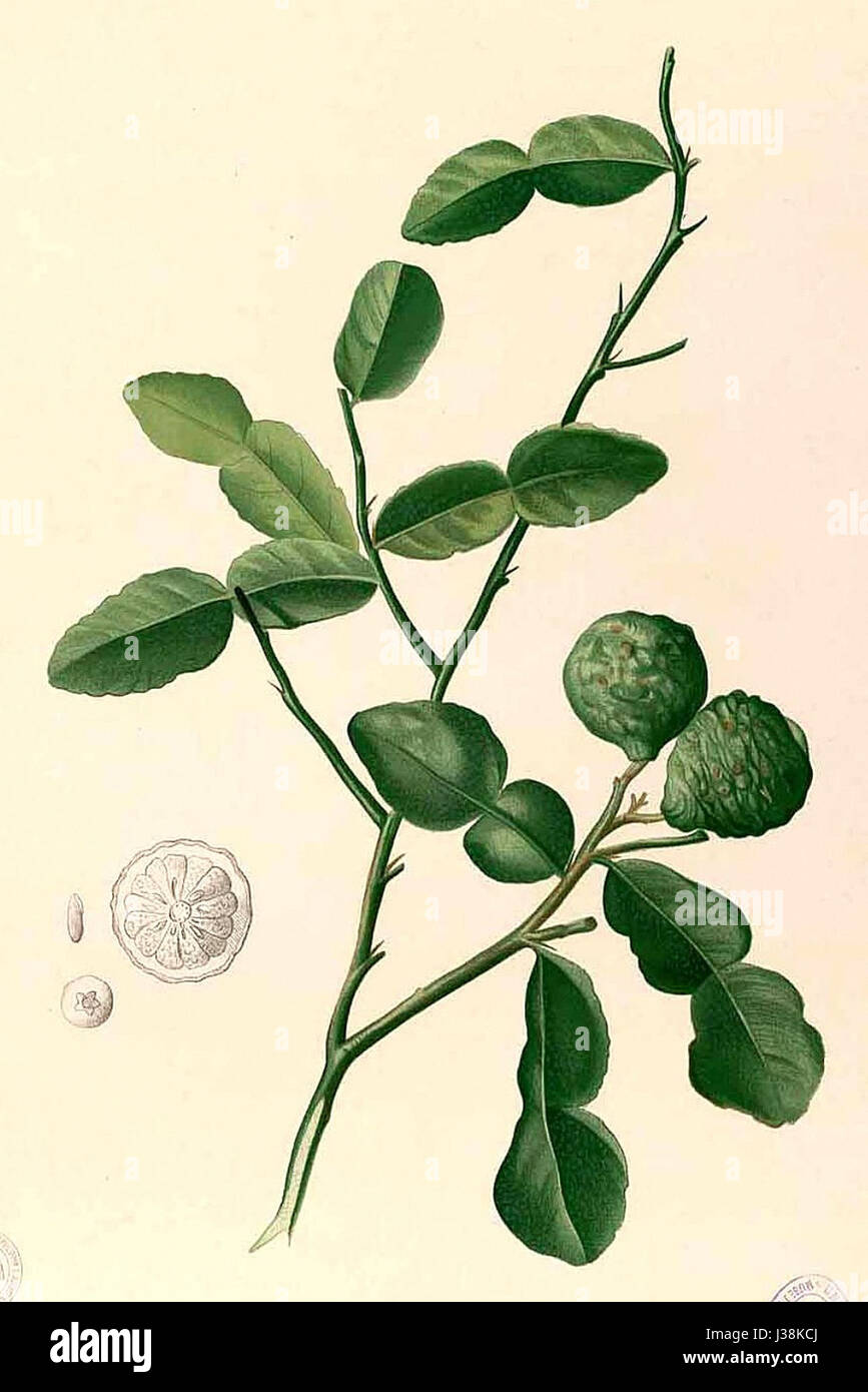 Map of citrus hi-res stock photography and images - Alamy