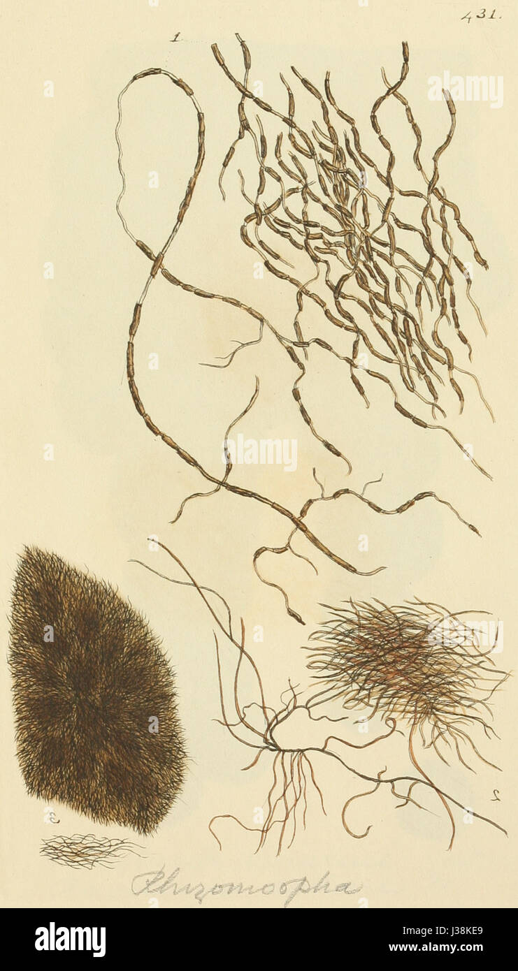 This image is from 'Coloured Figures of English Fungi or Mushrooms,' a ...