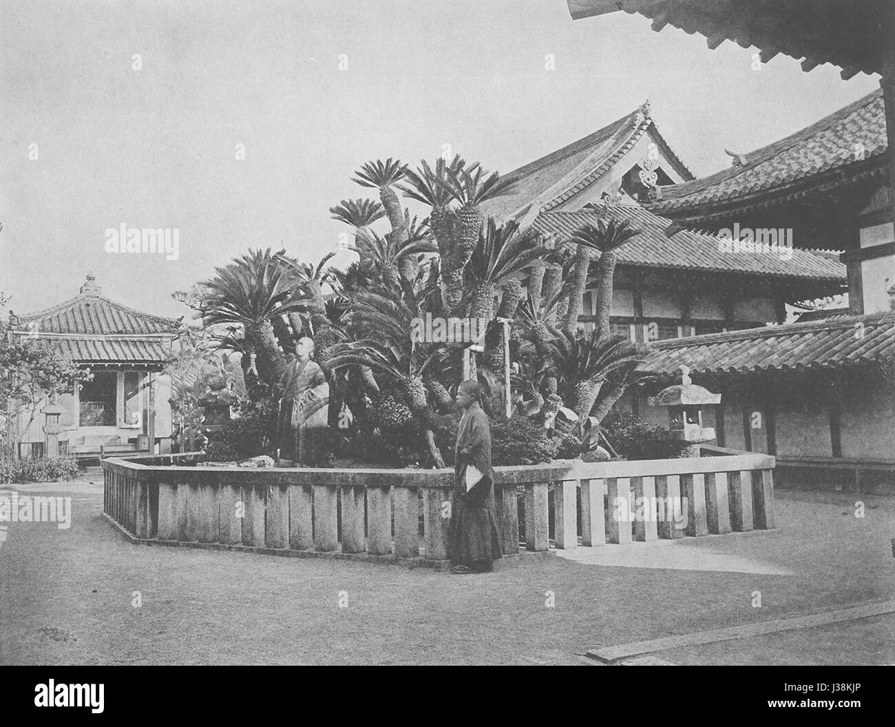 Cycas revoluta japan hi-res stock photography and images - Alamy