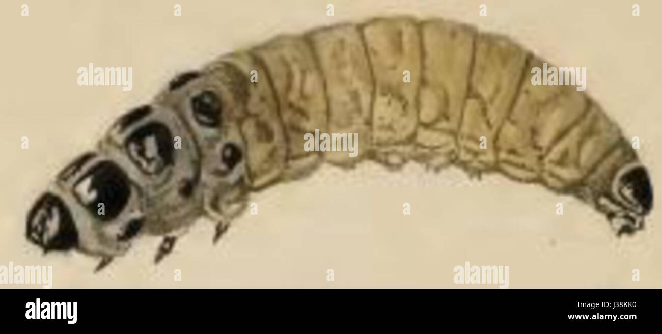 The Coleophora pennella is a species of moth, and its larva feeds on ...