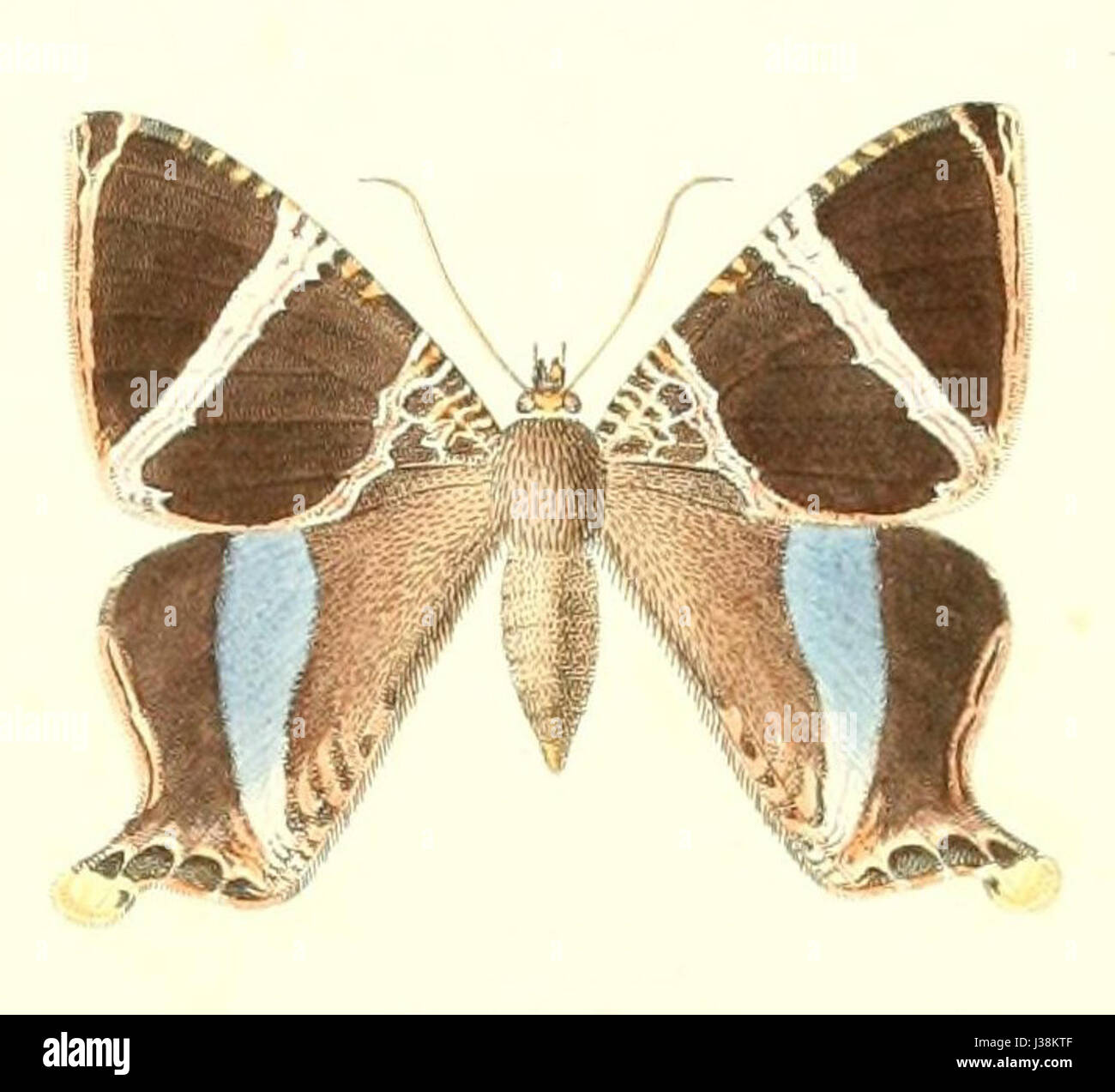 Coronidia hysudrus hi-res stock photography and images - Alamy